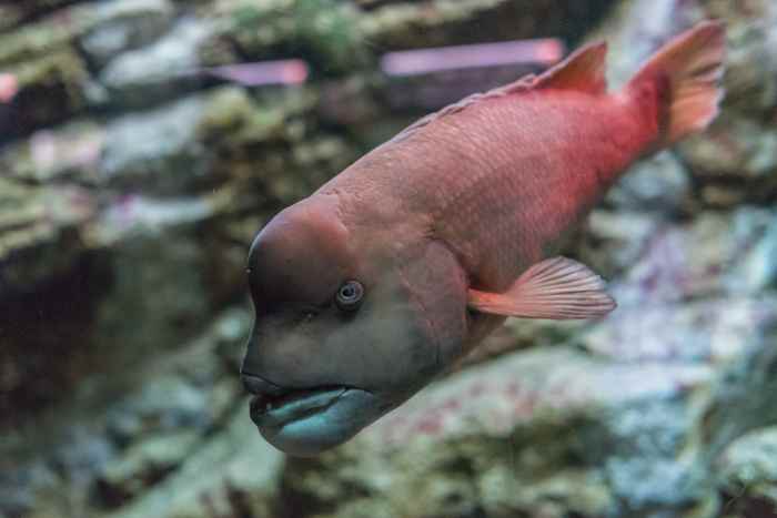Kobudai and California Sheephead Fish: Facts and Gender Change - Owlcation