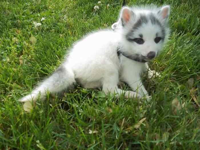 12 Pictures of Canadian Marble Foxes - HubPages