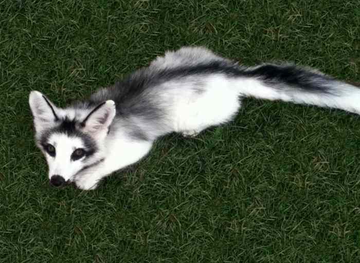 12 Pictures of Canadian Marble Foxes - HubPages