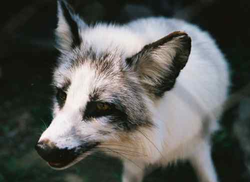 12 Pictures of Canadian Marble Foxes - HubPages