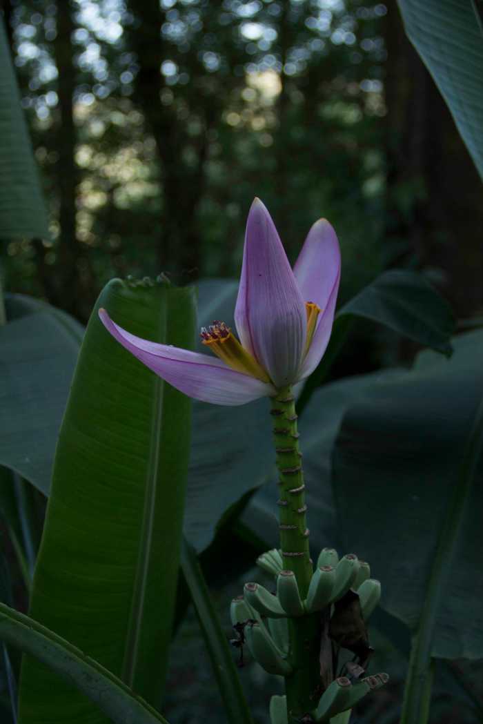 Romance on the Hill Slopes of Coorg - the Tamara Coorg Resort - HubPages