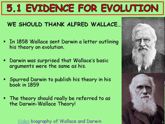 Darwin and Wallace: And The Theory of Evolution - HubPages