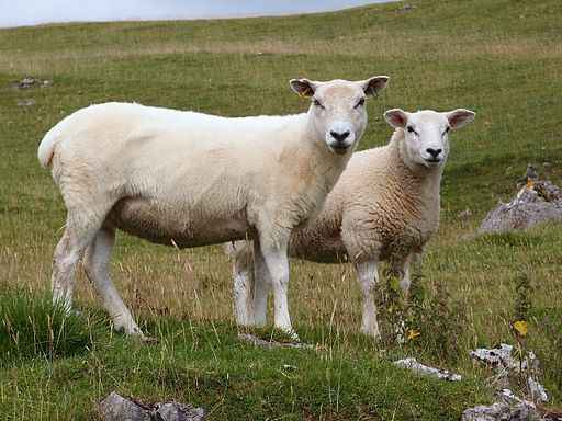 15 Best Sheep Breeds for Meat - HubPages
