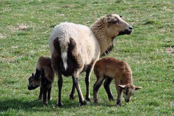 15 Best Sheep Breeds for Meat - HubPages