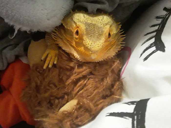 5 Things You Should Know About Brumation In Bearded Dragons - HubPages