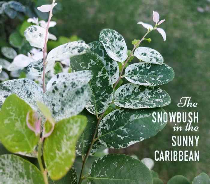 The Caribbean Snowbush: Facts, Care, and Uses - HubPages