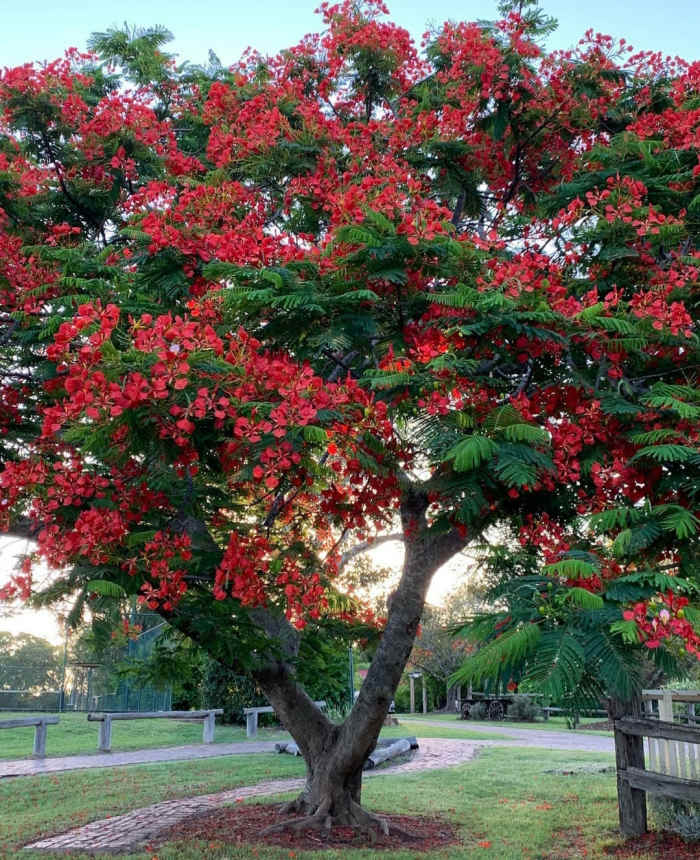 How Does the Delonix Regia or Royal Poinciana Tree Represent Cultural ...