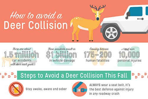 Avc: Animal Vehicle Collisions and the Need for Wildlife Bridges - HubPages