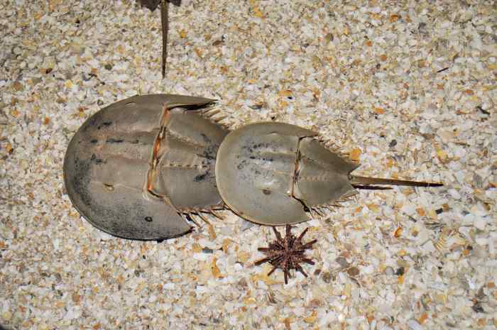 23 Prehistoric Animals That Are Still Alive Today - HubPages