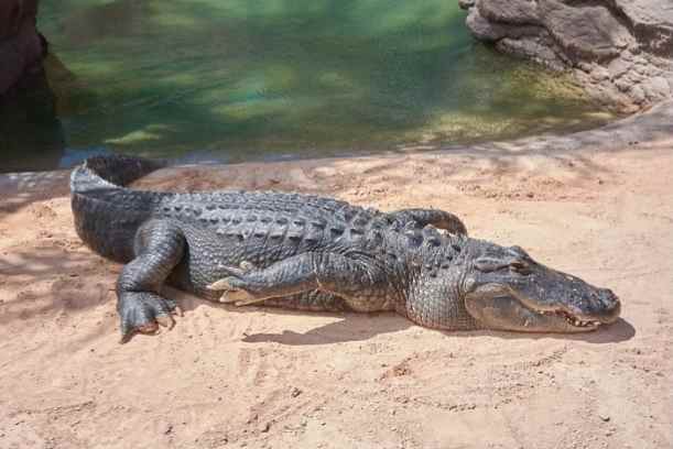 23 Prehistoric Animals That Are Still Alive Today - HubPages