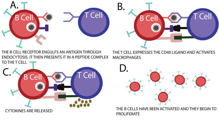 Coping With Dock8 Deficiency - HubPages