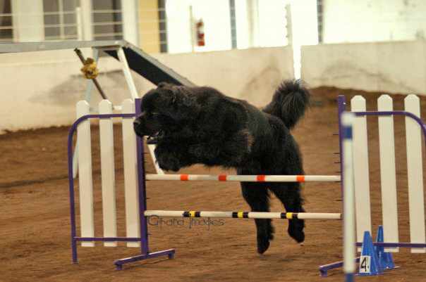 Agility Builds Teamwork - HubPages