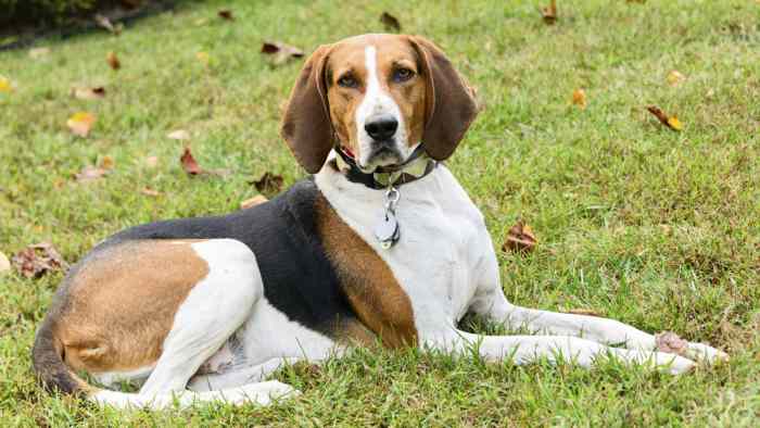 Best Hunting Dog Breeds To Pet and Train - HubPages
