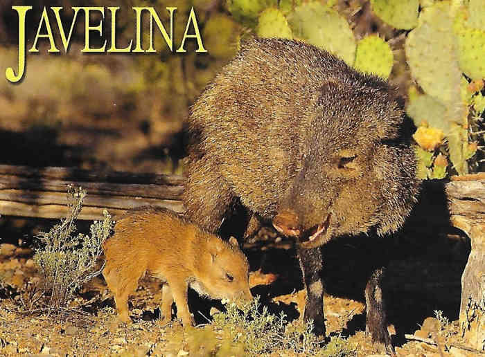 I Am Not a Pig Javelinas Are Collared Peccaries of the Southwestern ...