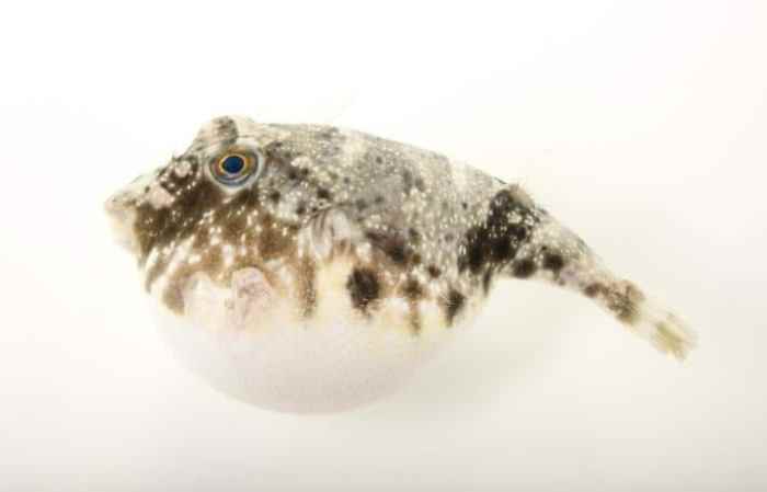 Compounds That Simulates the Chemical Sense in Fish - HubPages