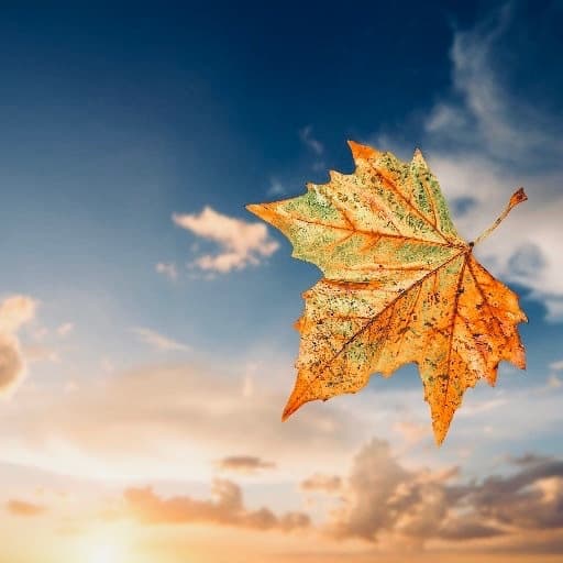 A Little Leaf From the Grave to the Garden - HubPages