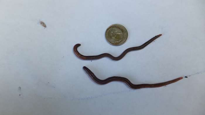 How to Identify the Indian Blue Composting Worm - HubPages