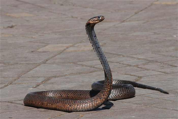The Egyptian Cobra - HubPages