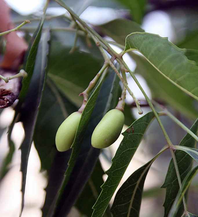 Interesting Facts About the Neem Tree: Description and Uses - HubPages