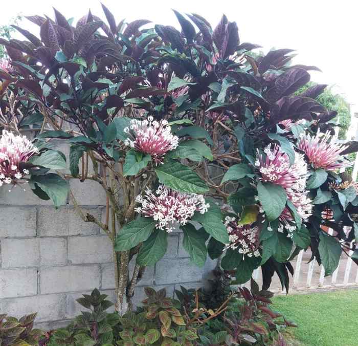 The Starburst Bush: Colors, Care, and Characteristics - HubPages