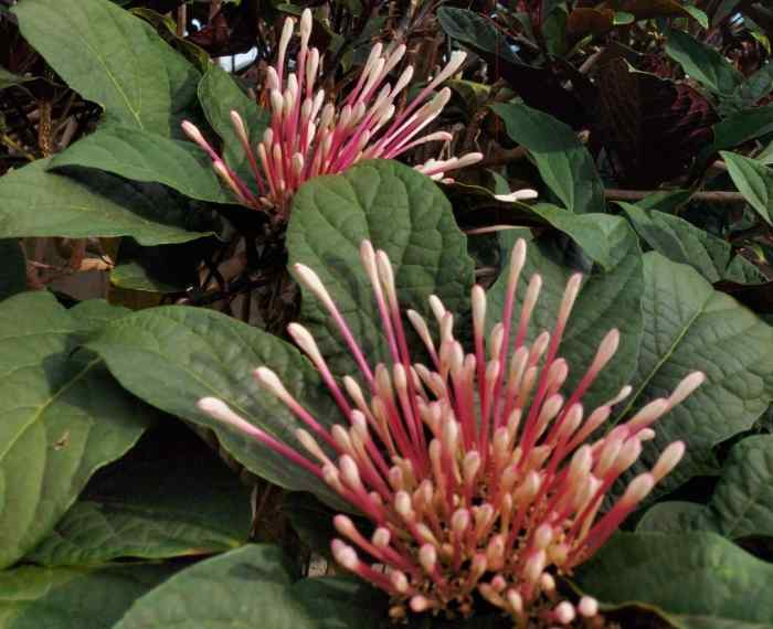 The Starburst Bush: Colors, Care, and Characteristics - HubPages