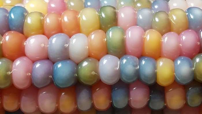 Corn's Incredible Color Varieties (Plus Growth and Processing Info ...