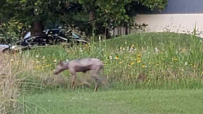 Exploring the Mystery of the Chupacabra Sightings - HubPages