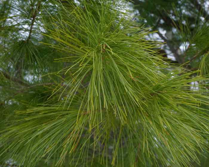 5 Most Common Pine Trees of Michigan - HubPages