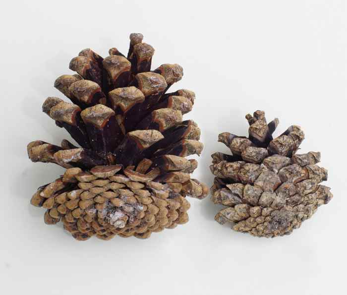 5 Most Common Pine Trees of Michigan - HubPages