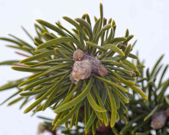 5 Most Common Pine Trees of Michigan - HubPages