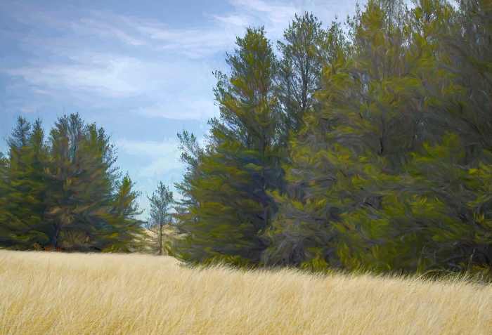 5 Most Common Pines Trees of Michigan - HubPages
