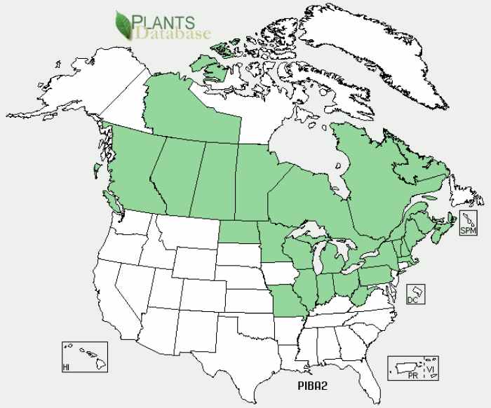 5 Most Common Pine Trees of Michigan - HubPages