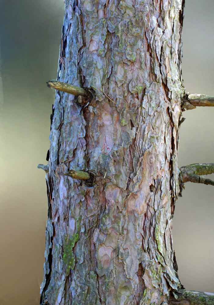 5 Most Common Pine Trees of Michigan - HubPages