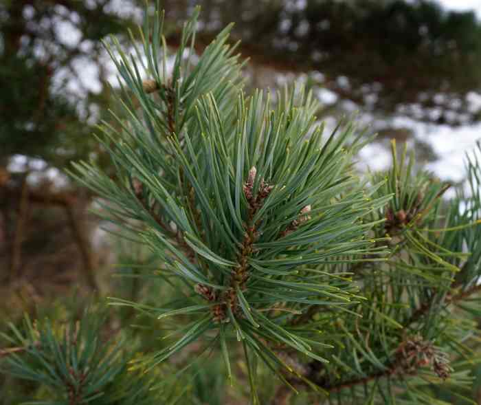 5 Most Common Pine Trees of Michigan - HubPages