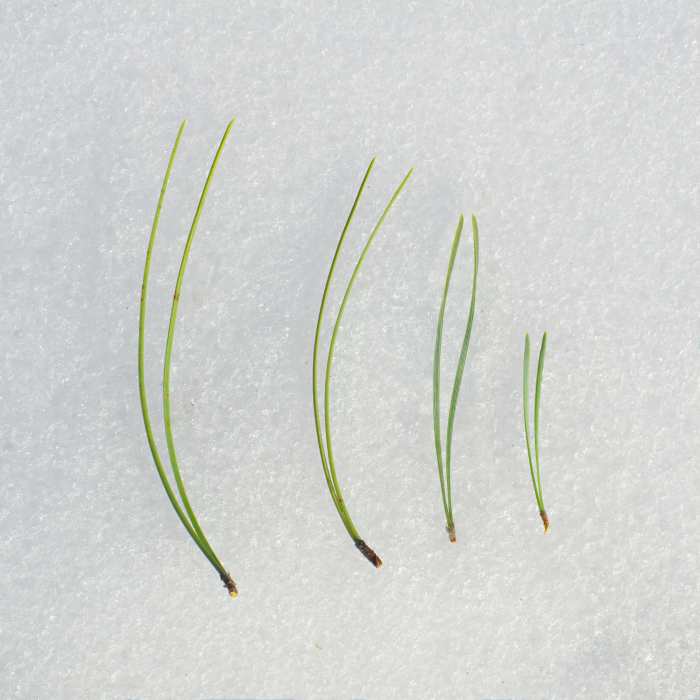 5 Most Common Pine Trees of Michigan - HubPages