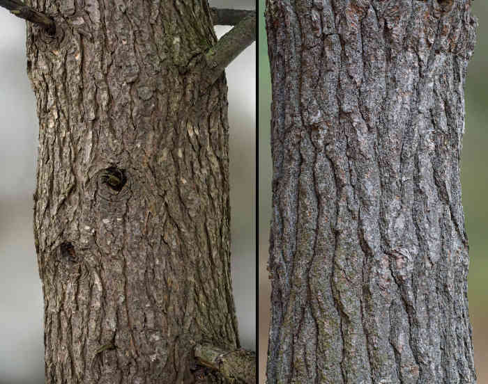 5 Most Common Pine Trees of Michigan - HubPages