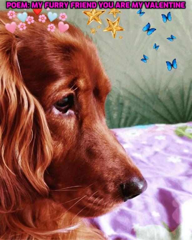 Poem: You My Furry Friend Are My Valentine - HubPages
