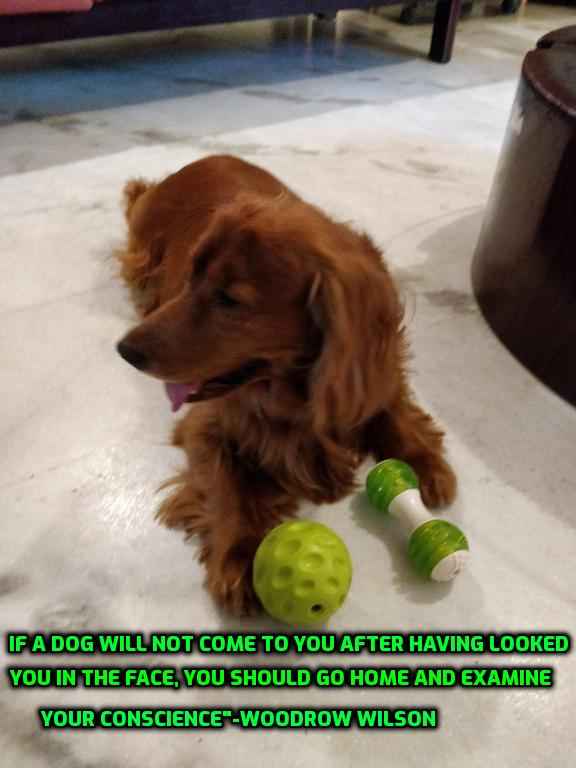 Poem: You My Furry Friend Are My Valentine - HubPages