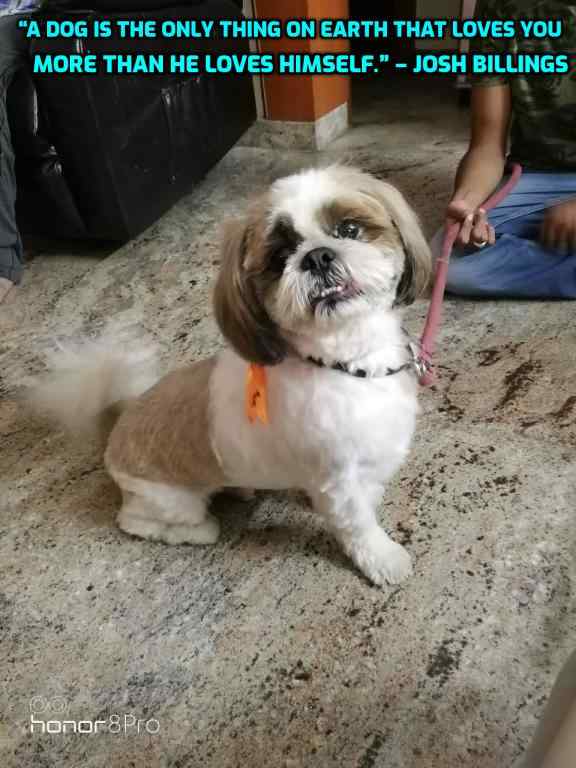 Poem: You My Furry Friend Are My Valentine - HubPages