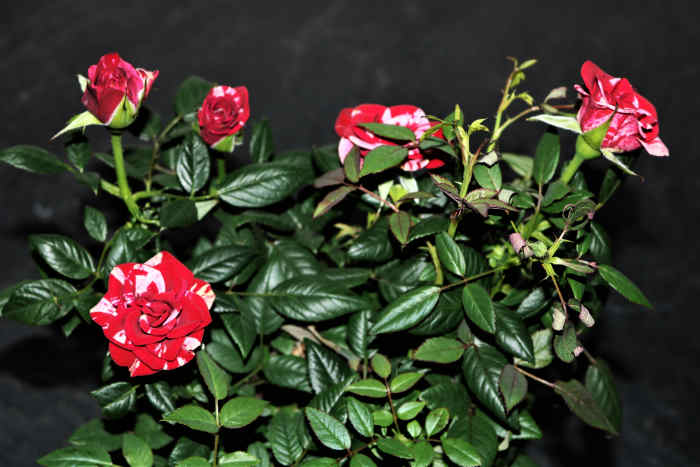 Miniature Rose Bush Indoor Care - HubPages