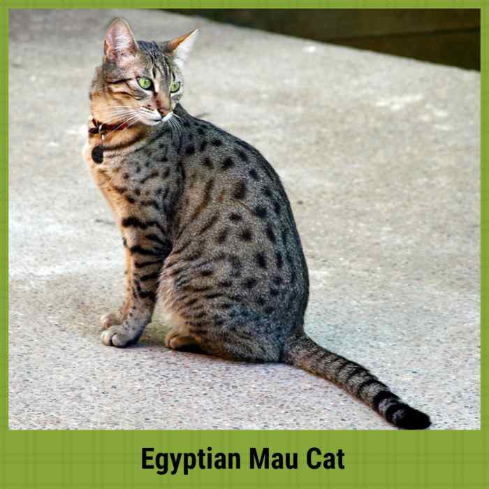 Natural Breeds of Cat Explored - HubPages