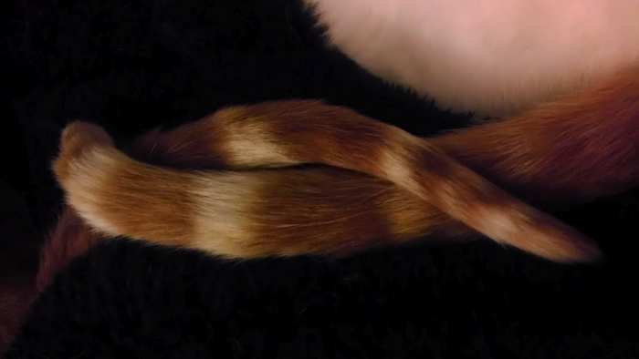 How to Understand Cat Tail Language - HubPages