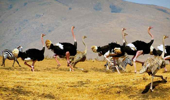 The Ostriches - HubPages