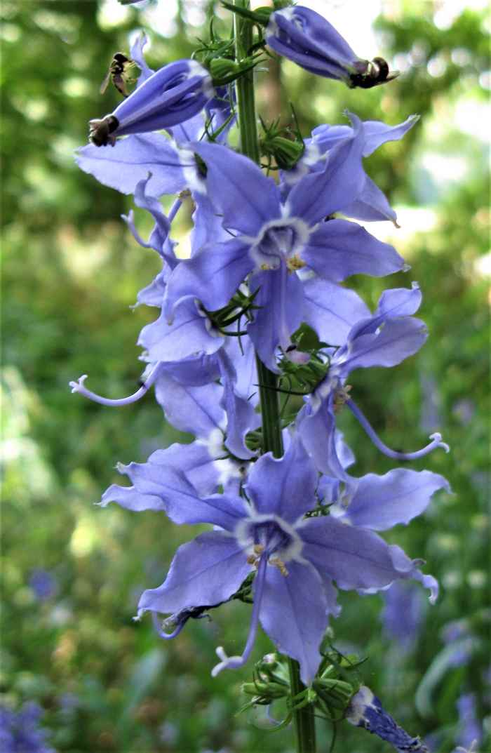 Discovering the Delphi Indiana Canal - HubPages