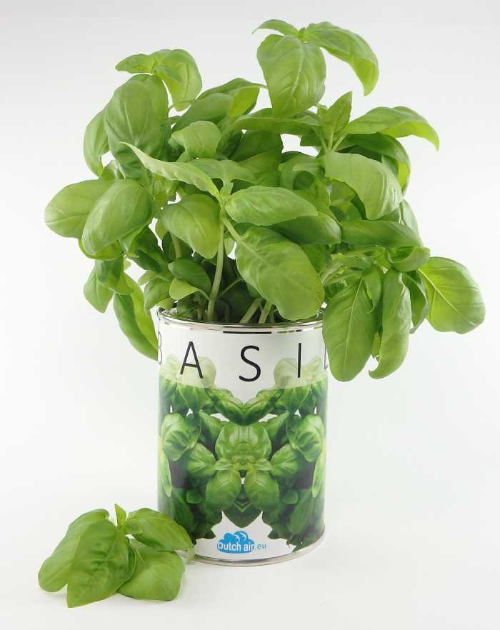 Ultimate Care Guide for Growing Basil - HubPages
