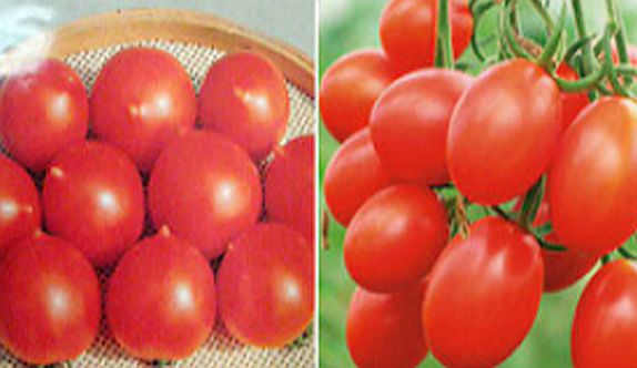 Cherry Tomatoes vs. Grape Tomatoes: What's the Difference? - HubPages