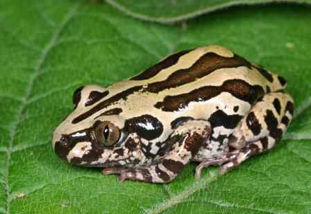 A Puzzle Solved: Walking Frogs - HubPages