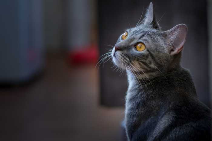 Can Cats Get Parvo- Symptoms & Treatment - HubPages