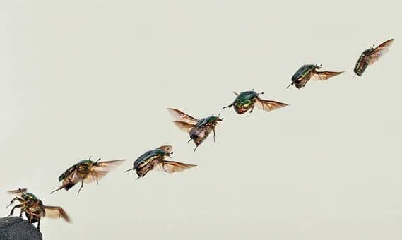 How Do Beetles Fly? A Look at Beetle Flight Mechanisms - HubPages
