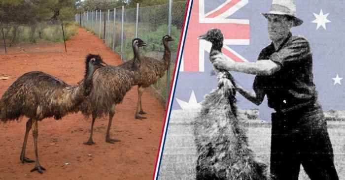 The Great Emu War: The Time Australia Went to War With Birds - Owlcation